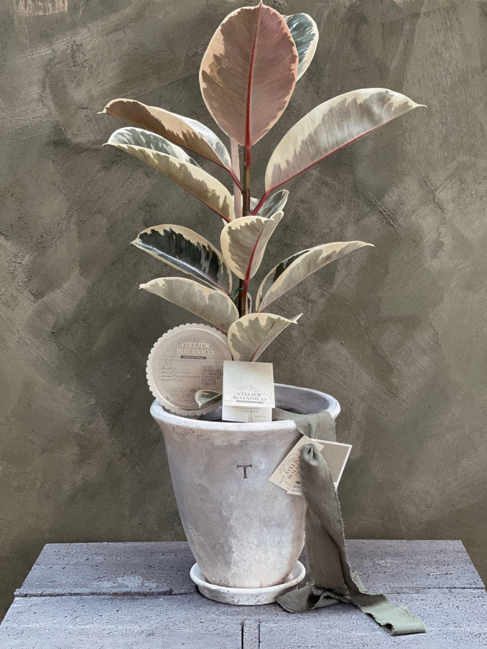 Ficus Elastica No.1 – Atelier Botánico Florería